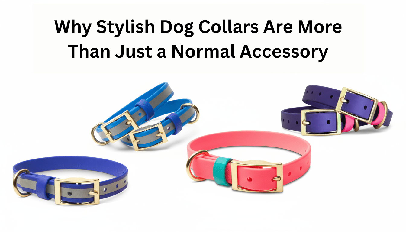 Pet Fashion Meets Function: Stylish Dog Collars That Perform – PawFurEver